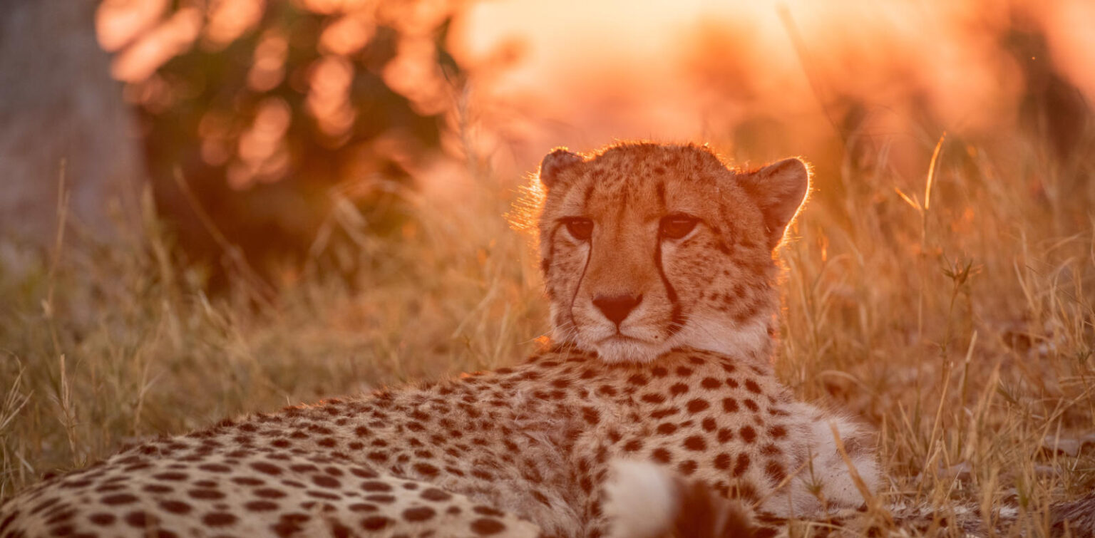 Dinaka - Ker & Downey Botswana